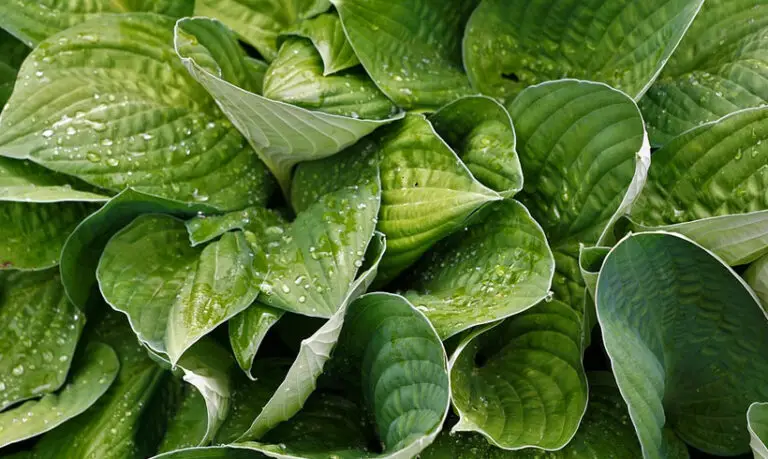 20+ Botany Books for Free! [PDF] | InfoBooks.org